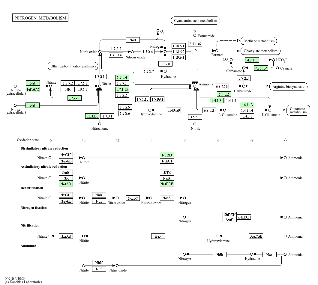 KEGG PATHWAY: Nitrogen metabolism - Ralstonia insidiosa