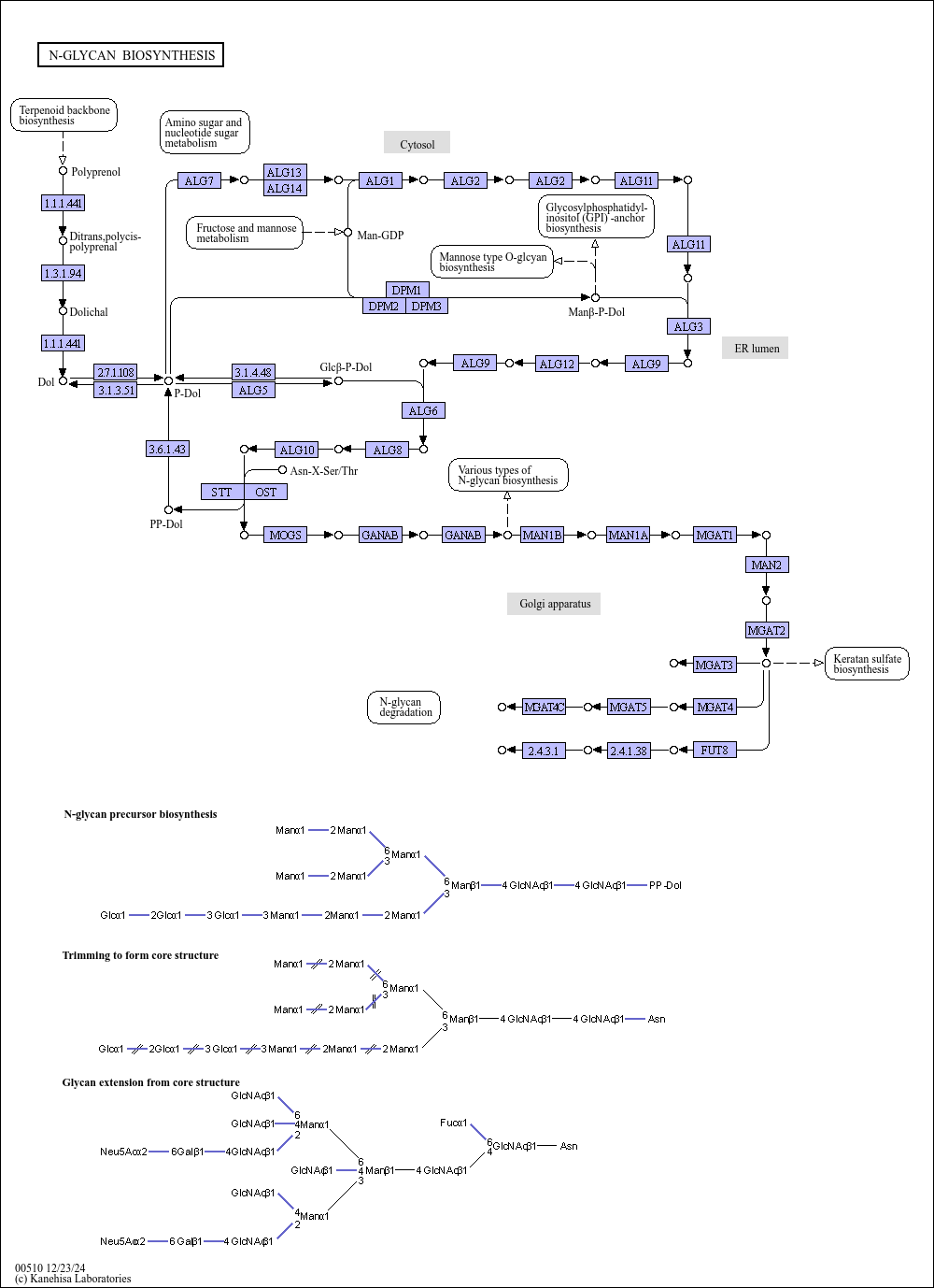 KEGG PATHWAY: N-Glycan biosynthesis