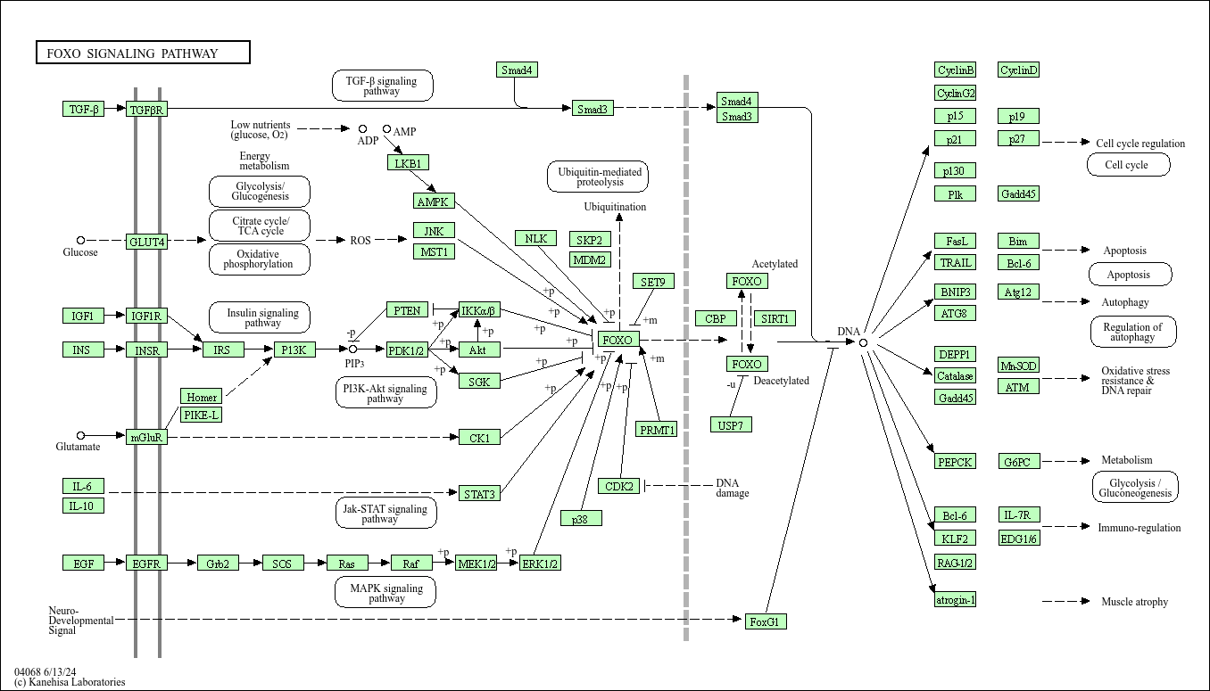 KEGG PATHWAY: FoxO signaling pathway - Rattus norvegicus (rat)