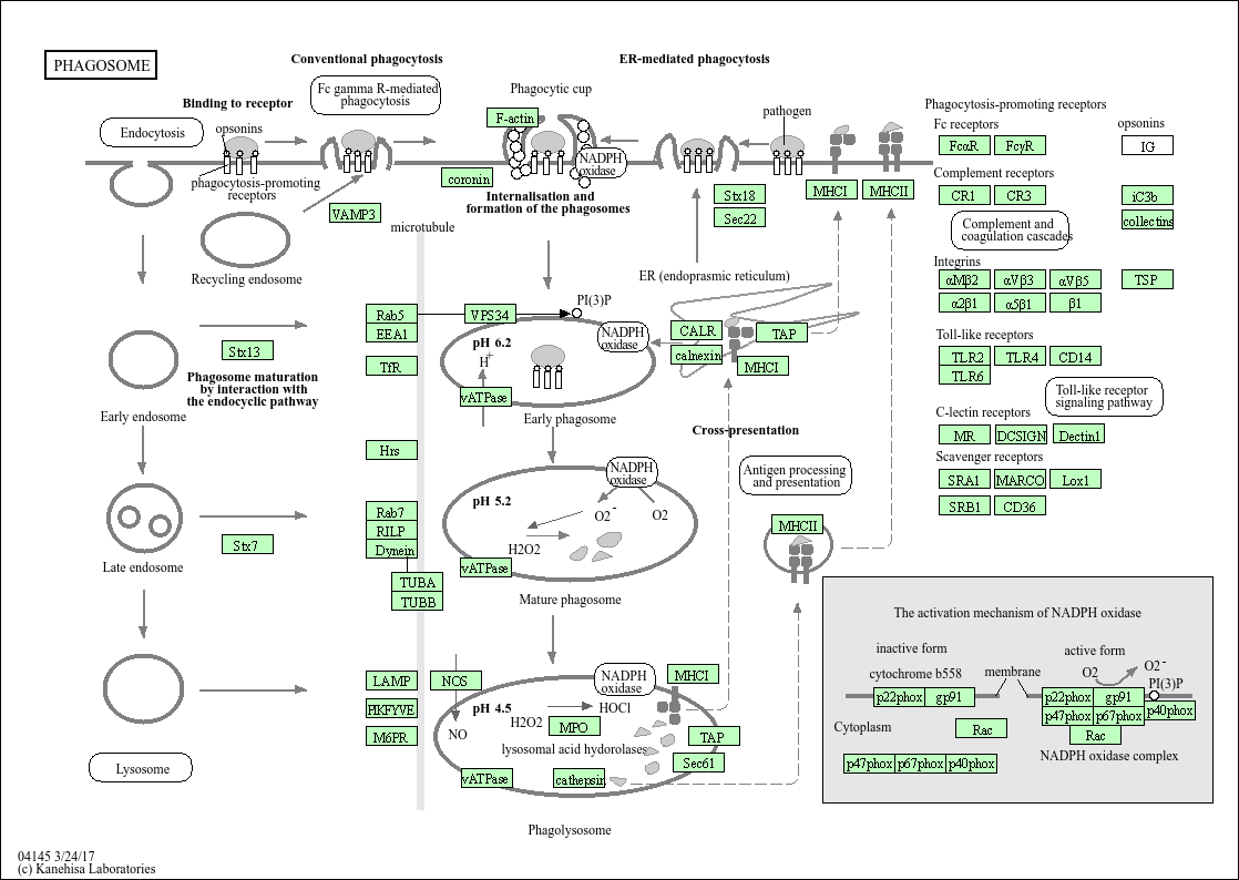 KEGG PATHWAY: Phagosome - Rattus norvegicus (rat)