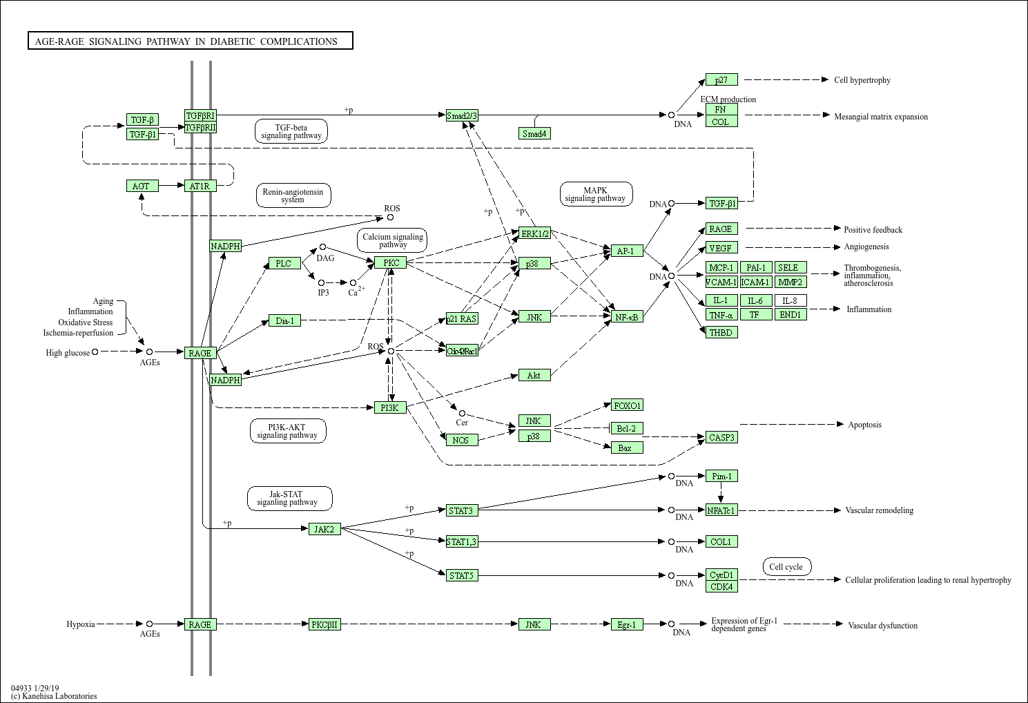 KEGG PATHWAY: AGE-RAGE signaling pathway in diabetic complications ...