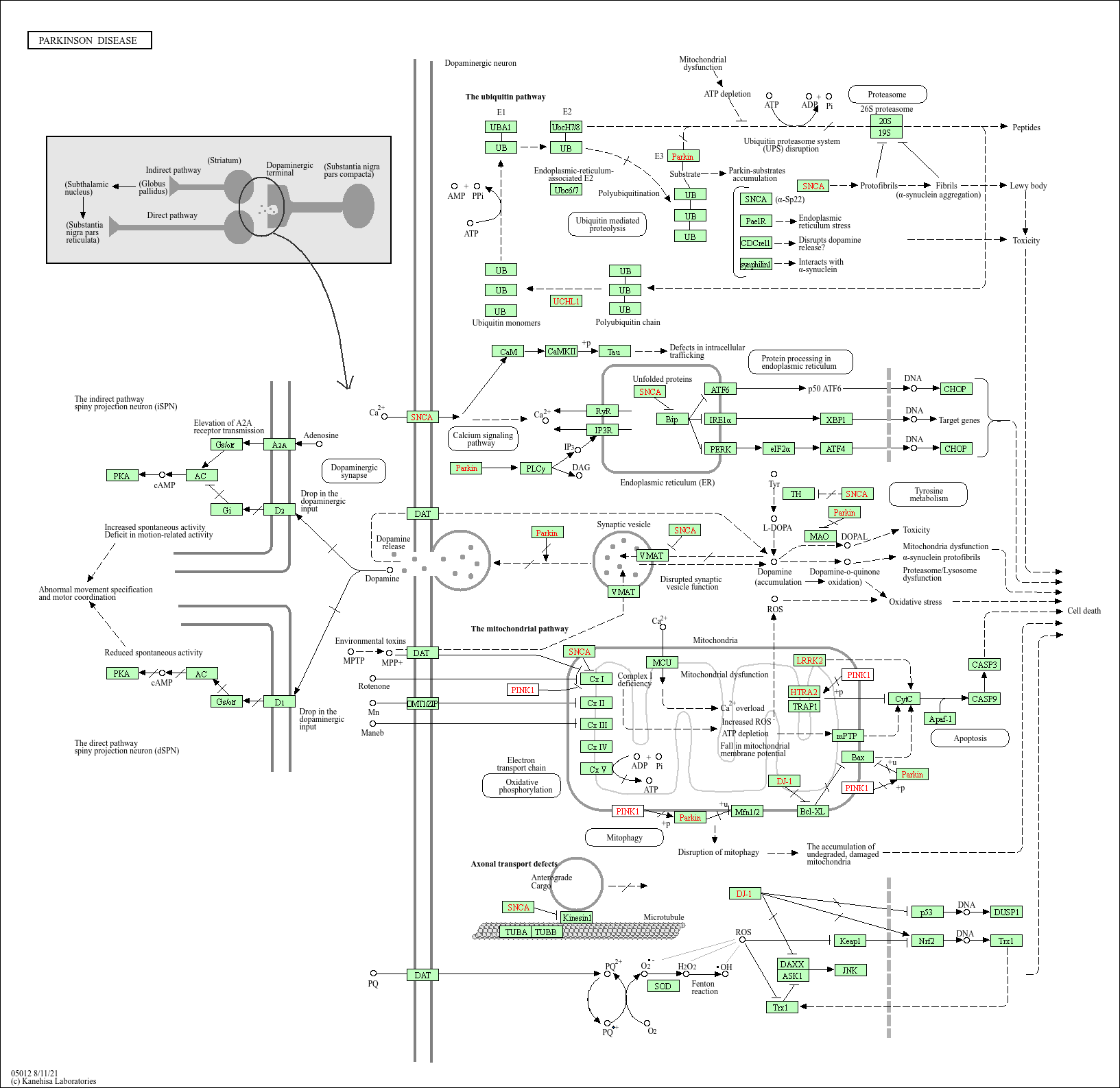 KEGG PATHWAY: Parkinson disease - Rattus norvegicus (rat)