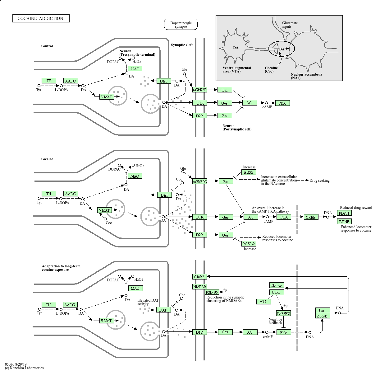 KEGG PATHWAY: Cocaine addiction - Rattus norvegicus (rat)