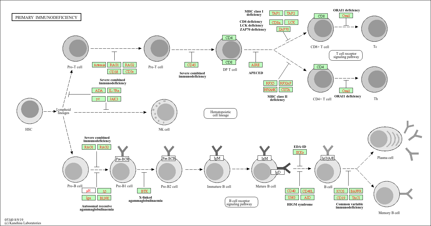 KEGG PATHWAY: Primary immunodeficiency - Rattus norvegicus (rat)