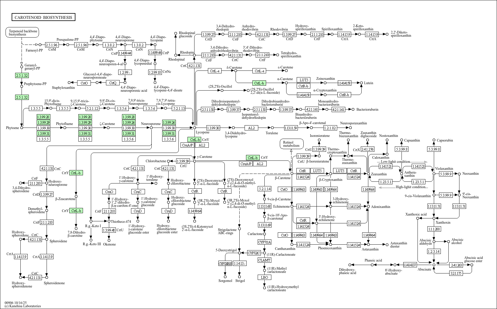 KEGG PATHWAY: Carotenoid biosynthesis - Rhodococcus opacus PD630
