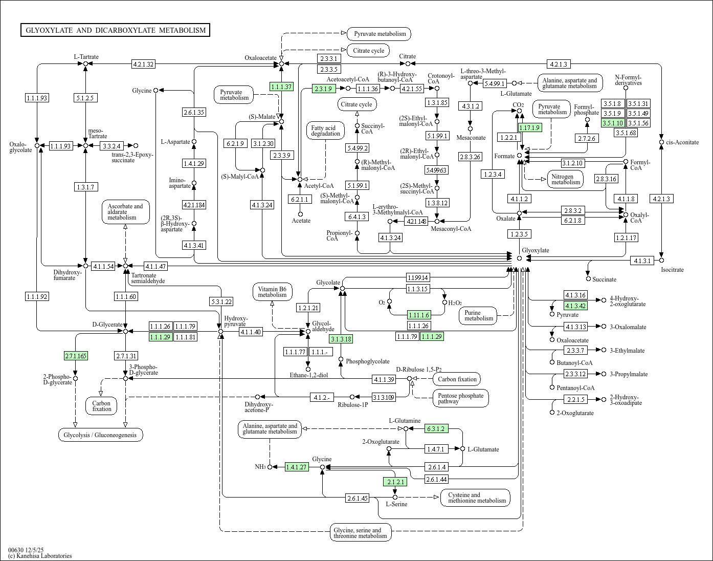 KEGG PATHWAY: Glyoxylate and dicarboxylate metabolism - Rodentibacter ...