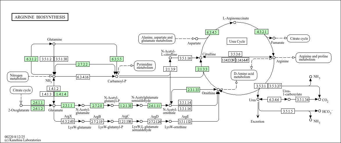 KEGG PATHWAY: Arginine biosynthesis - Ruminococcus torques