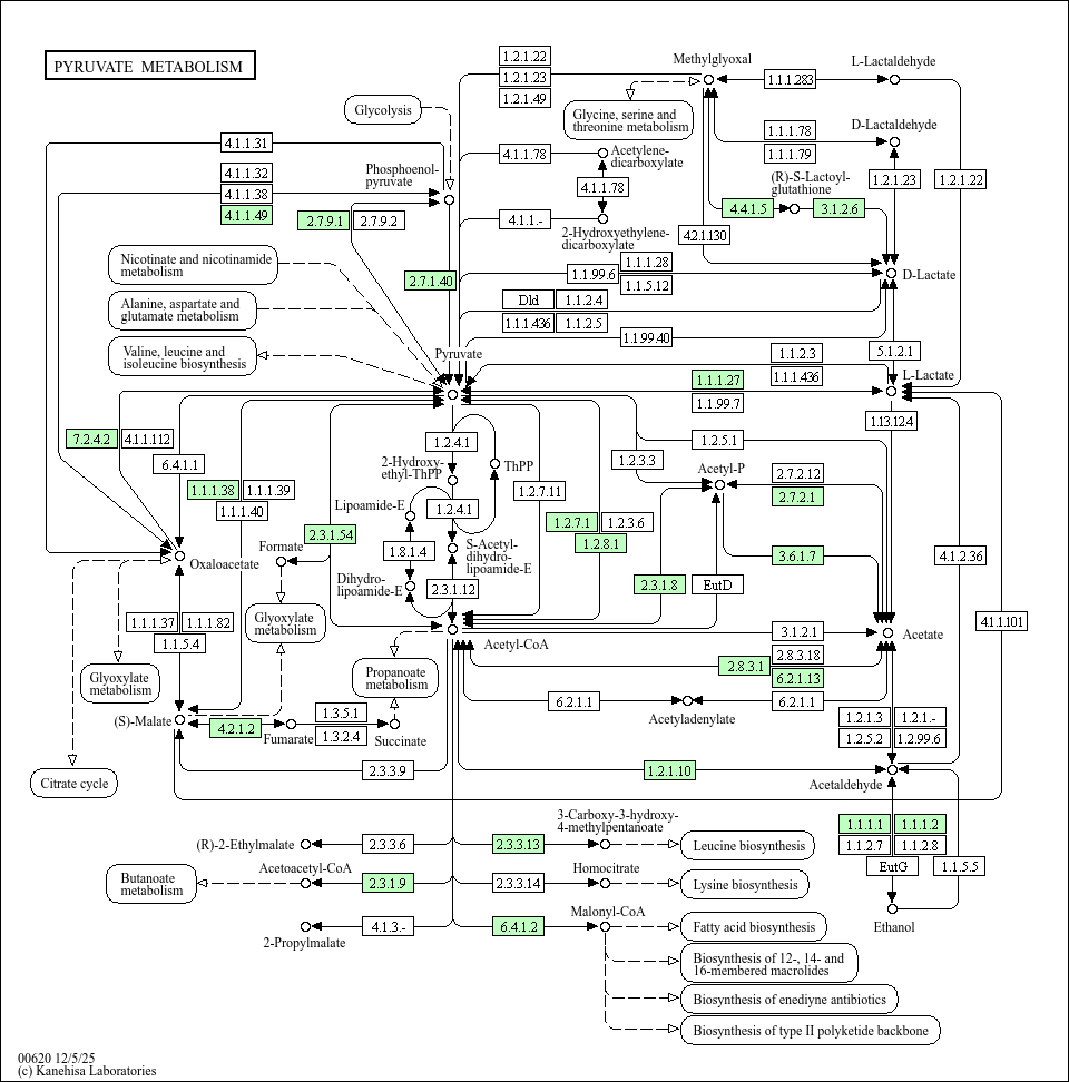 KEGG PATHWAY: Pyruvate metabolism - Ruminococcus torques