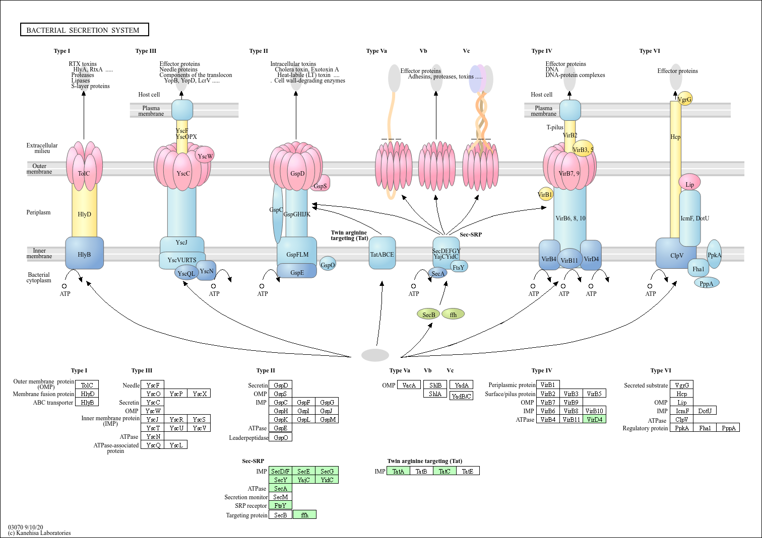 KEGG PATHWAY: Bacterial secretion system - Staphylococcus aureus subsp ...