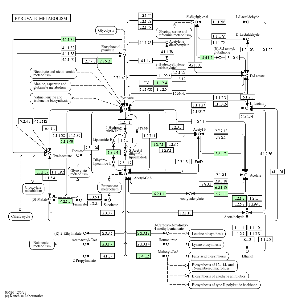 KEGG PATHWAY: Pyruvate metabolism - Salinarchaeum sp. IM2453