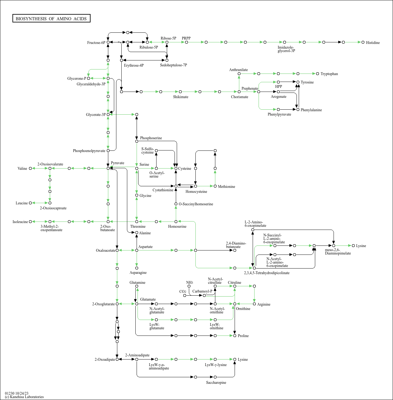 KEGG PATHWAY: Biosynthesis of amino acids - Salinarchaeum sp. IM2453