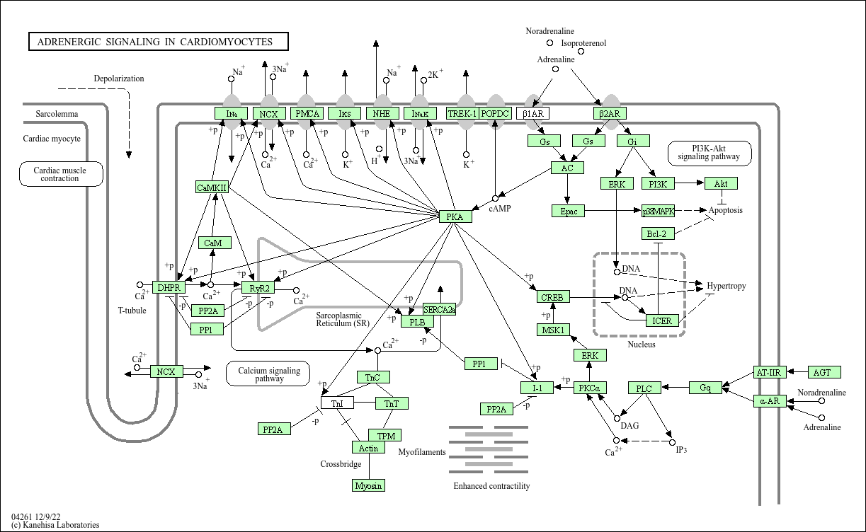 KEGG PATHWAY: Adrenergic signaling in cardiomyocytes - Salmo salar ...
