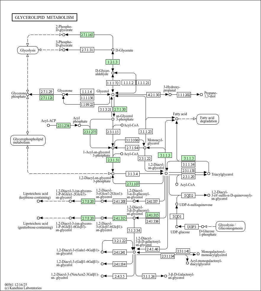 KEGG PATHWAY: Glycerolipid metabolism - Staphylococcus aureus subsp ...