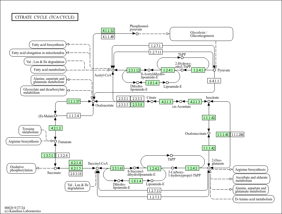 KEGG PATHWAY: Citrate cycle (TCA cycle) - Serinus canaria (common canary)