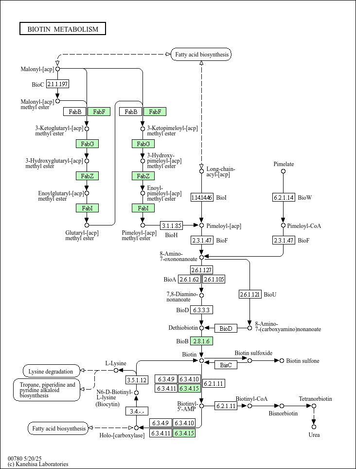 KEGG PATHWAY: Biotin metabolism - Staphylococcus capitis subsp. capitis