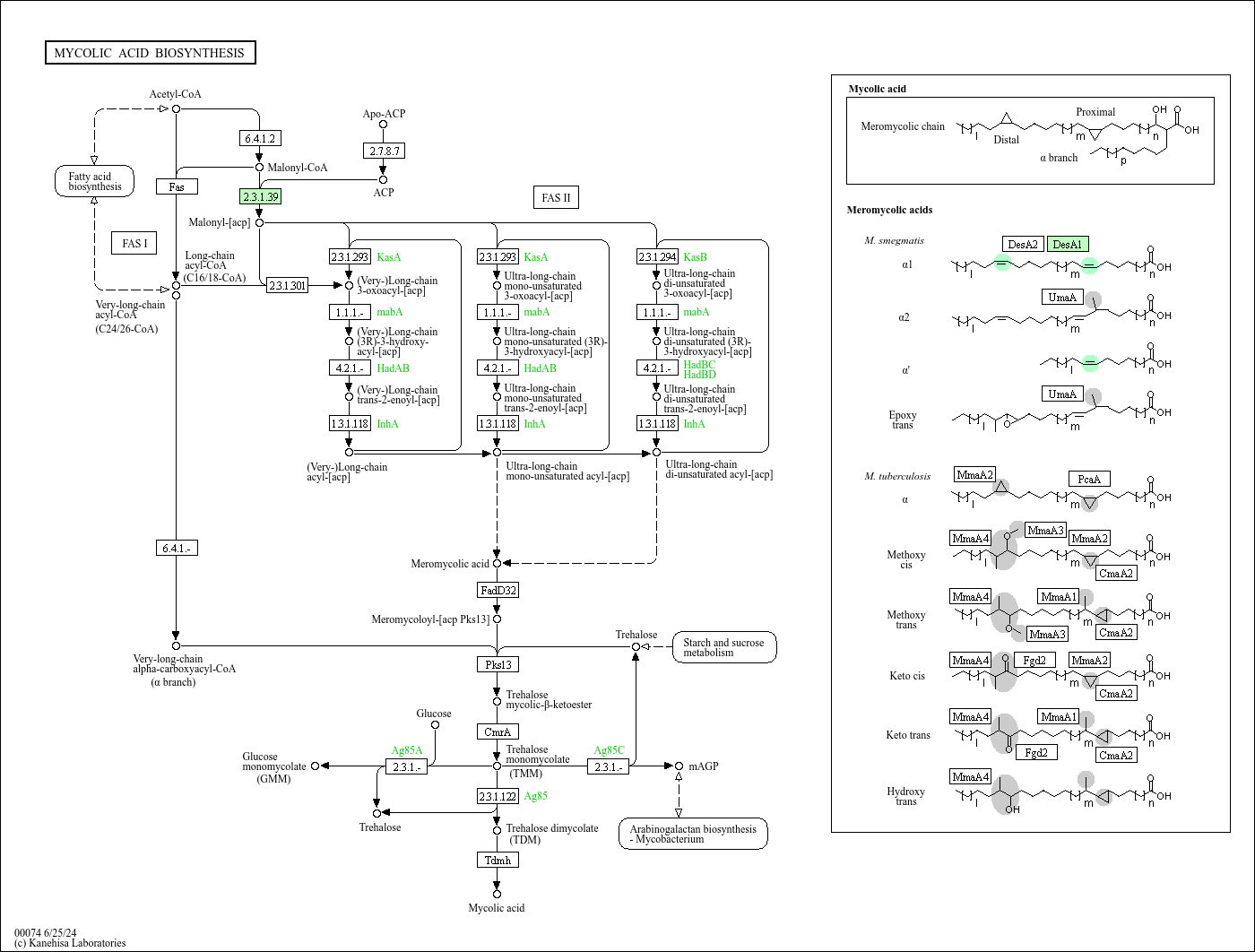 KEGG PATHWAY: Mycolic acid biosynthesis - Solitalea canadensis