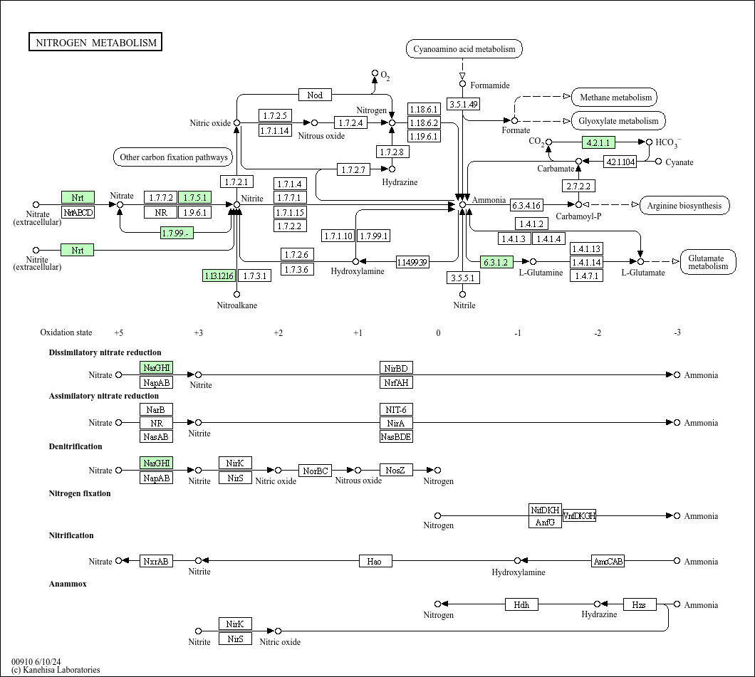 KEGG PATHWAY: Nitrogen metabolism - Sphingomonas daechungensis