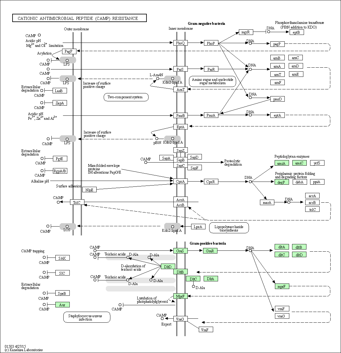 KEGG PATHWAY: Cationic antimicrobial peptide (CAMP) resistance ...