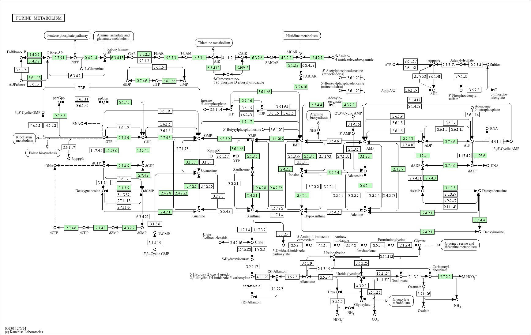 KEGG PATHWAY: Purine metabolism - Streptococcus equi subsp. zooepidemicus H70