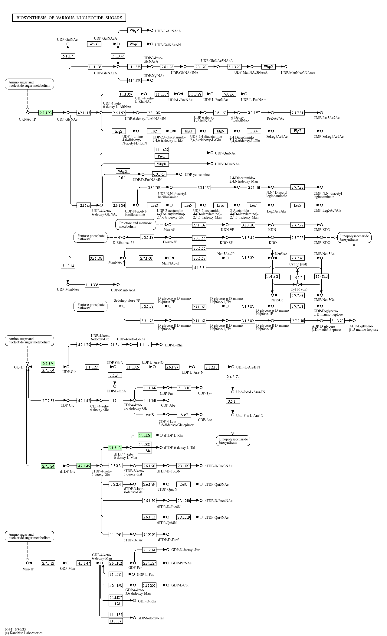 KEGG PATHWAY: Biosynthesis of various nucleotide sugars - Streptococcus ...