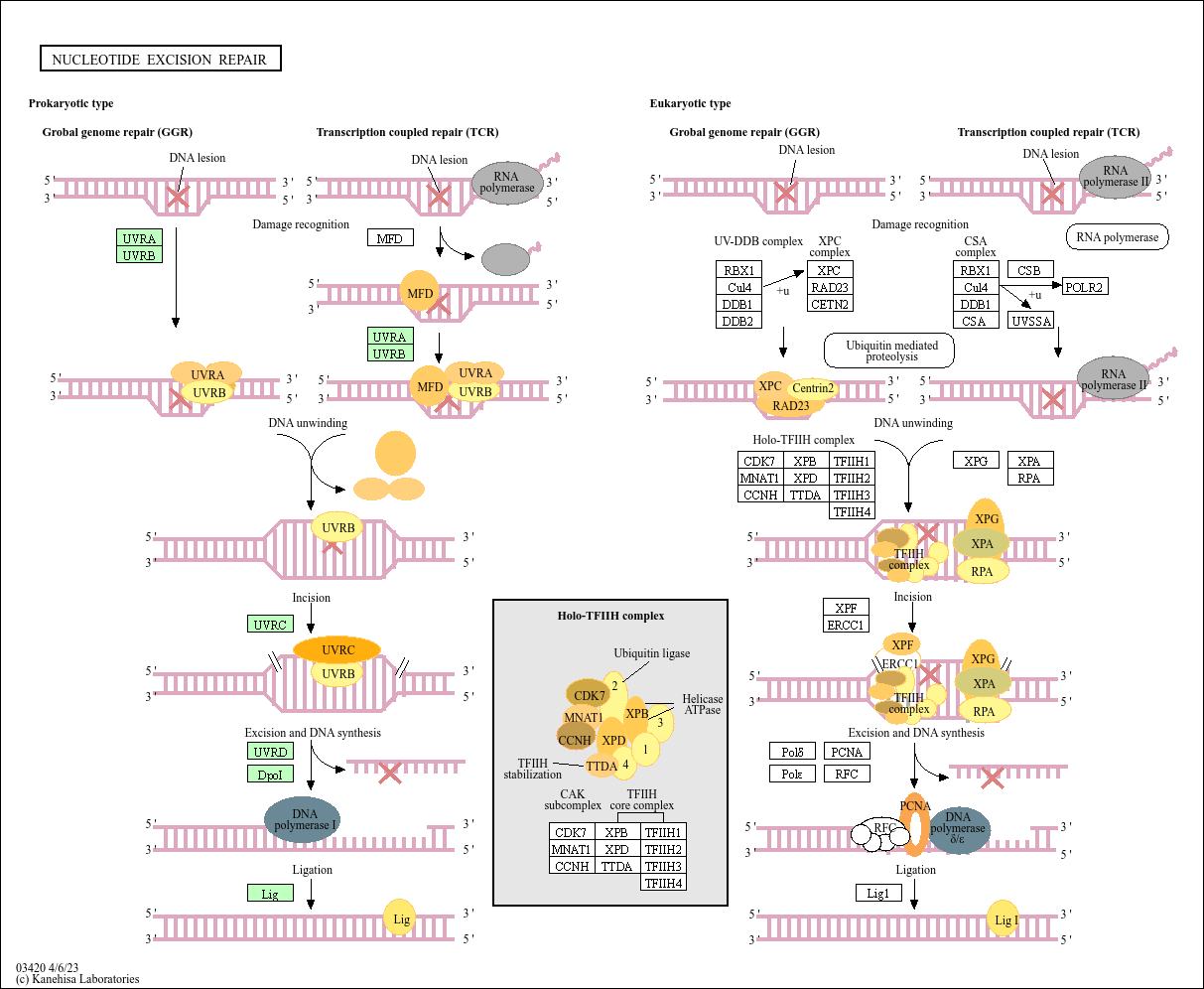 Nucleotide Excision Repair