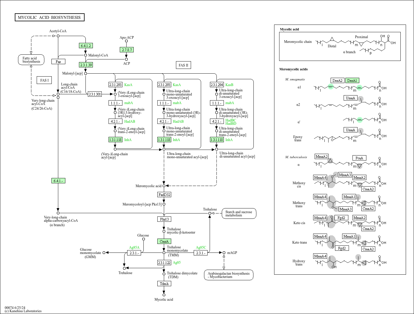 KEGG PATHWAY: Mycolic acid biosynthesis - Streptomyces huangiella