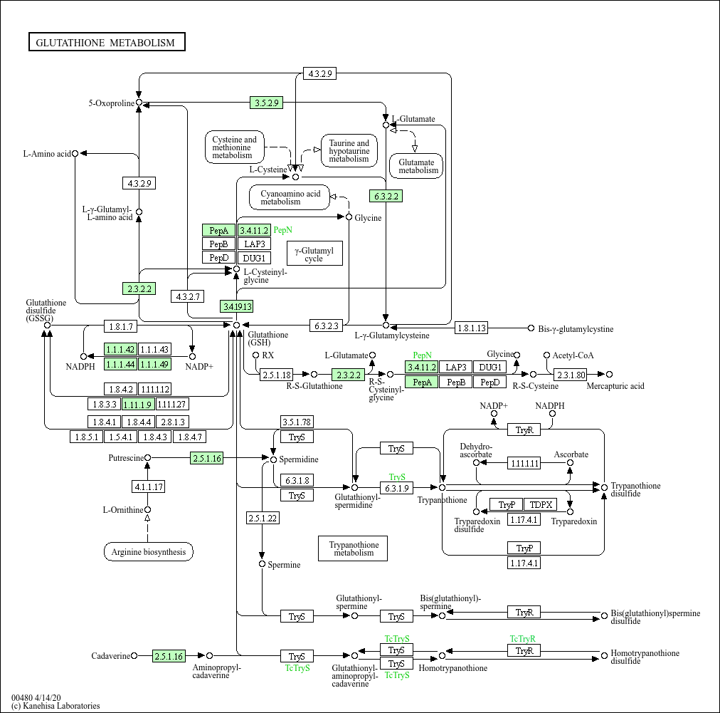 KEGG PATHWAY: Glutathione metabolism - Streptomyces huangiella