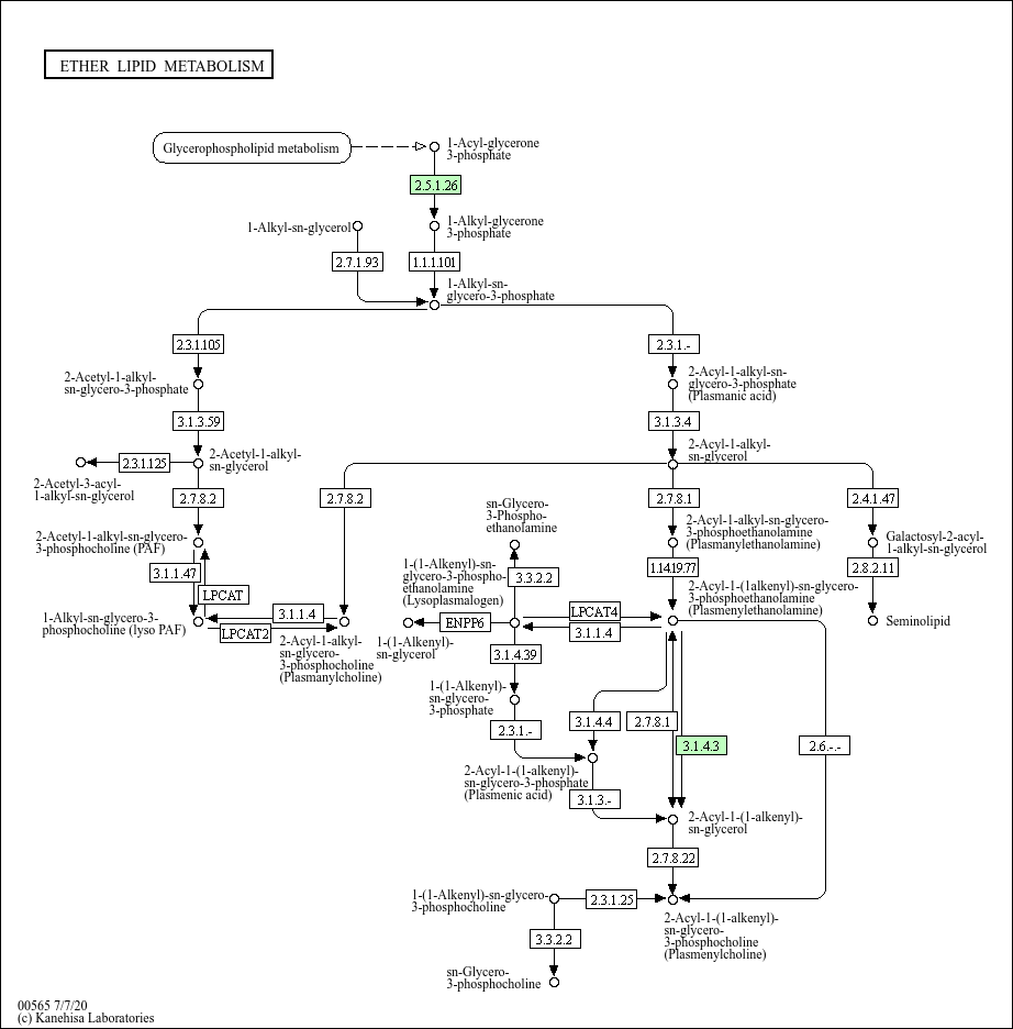 KEGG PATHWAY: Ether lipid metabolism - Streptomyces huangiella