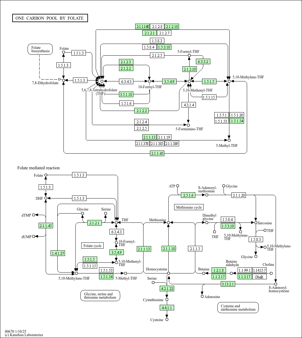 KEGG PATHWAY: One carbon pool by folate - Streptomyces huangiella