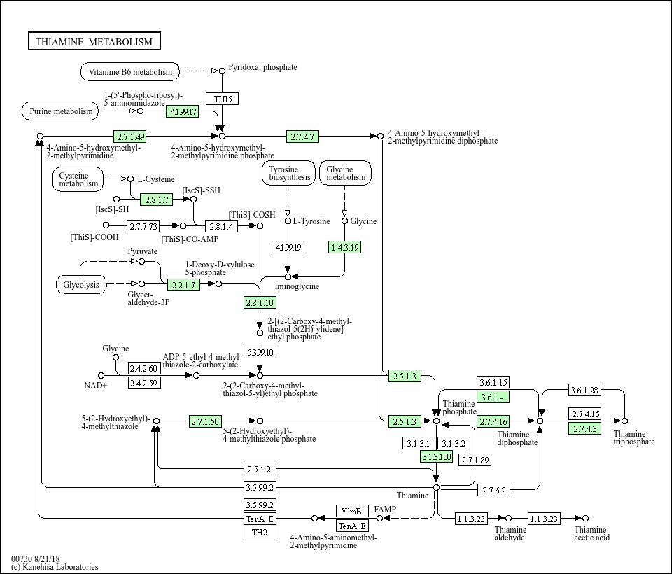 KEGG PATHWAY: Thiamine metabolism - Streptomyces huangiella
