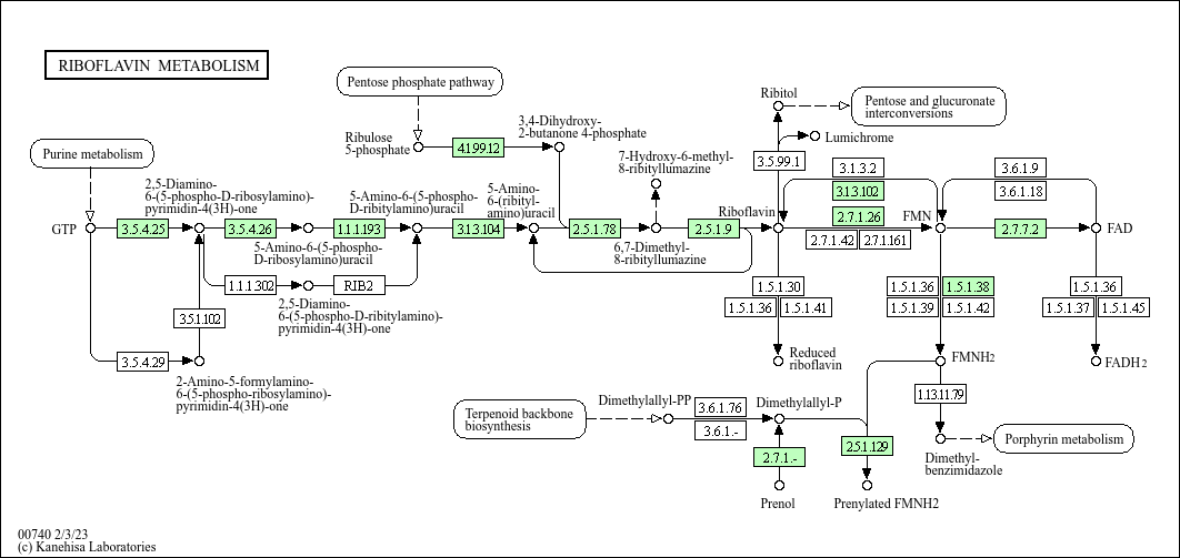 KEGG PATHWAY: Riboflavin metabolism - Streptomyces huangiella