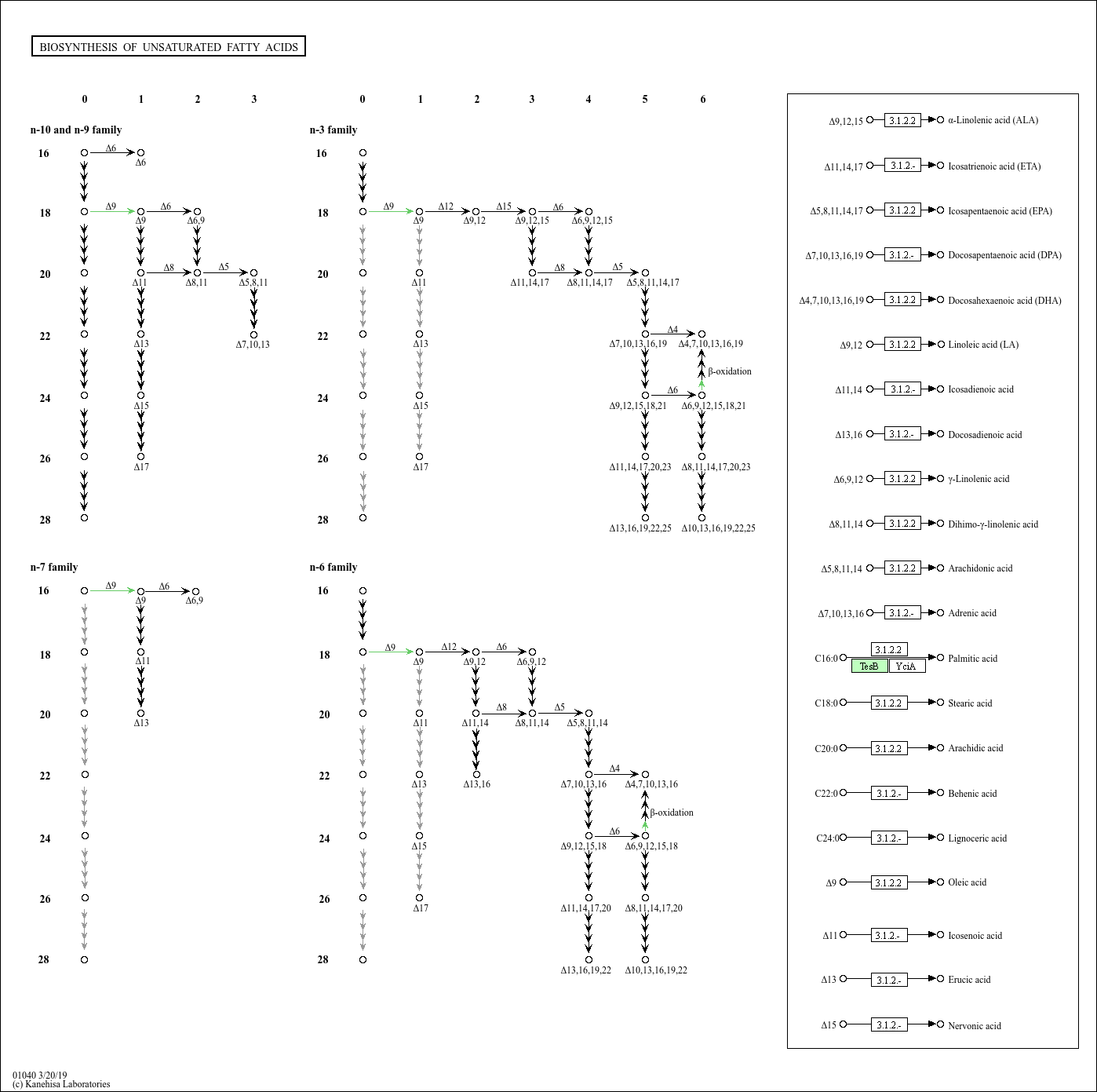 KEGG PATHWAY: Biosynthesis of unsaturated fatty acids - Streptomyces ...