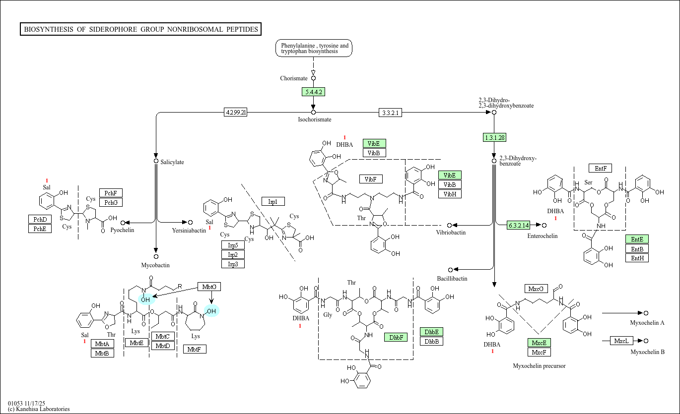 KEGG PATHWAY: Biosynthesis of siderophore group nonribosomal peptides ...