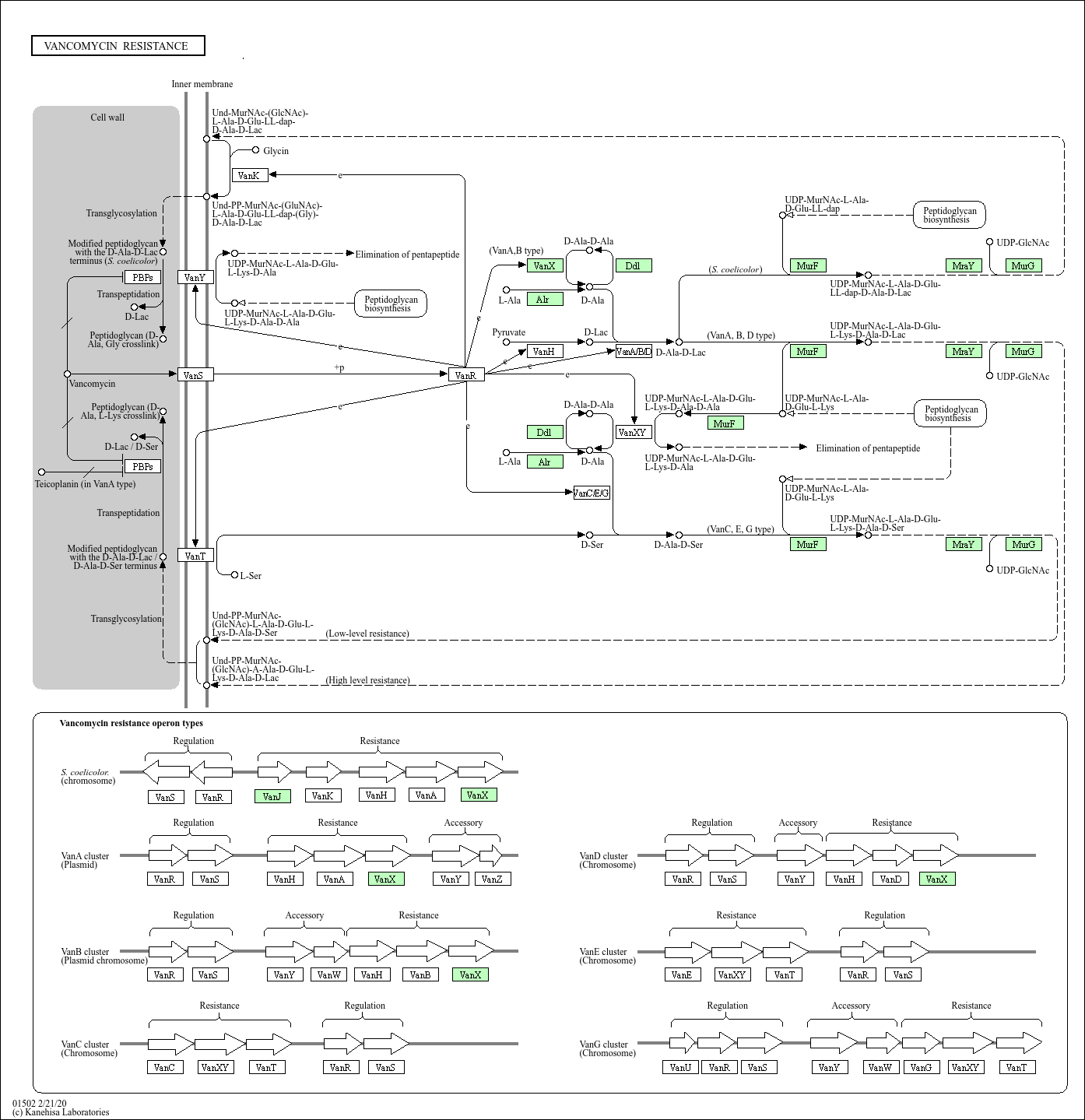 KEGG PATHWAY: Vancomycin resistance - Streptomyces huangiella