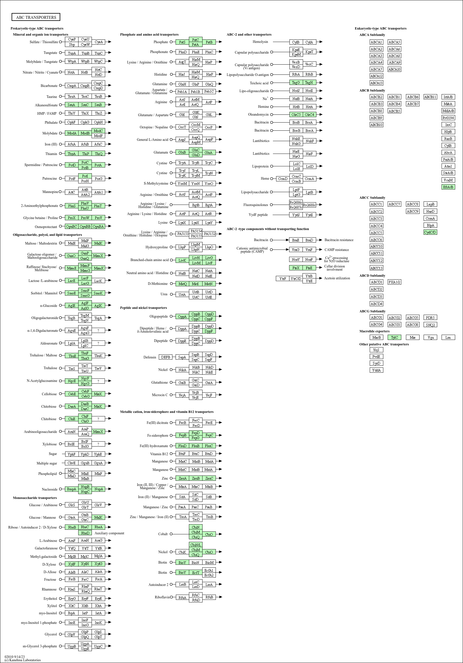 KEGG PATHWAY: ABC transporters - Streptomyces huangiella