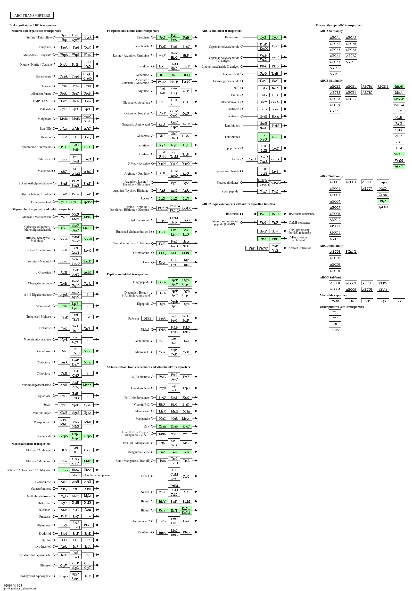 KEGG PATHWAY: ABC transporters - Streptococcus intermedius B196