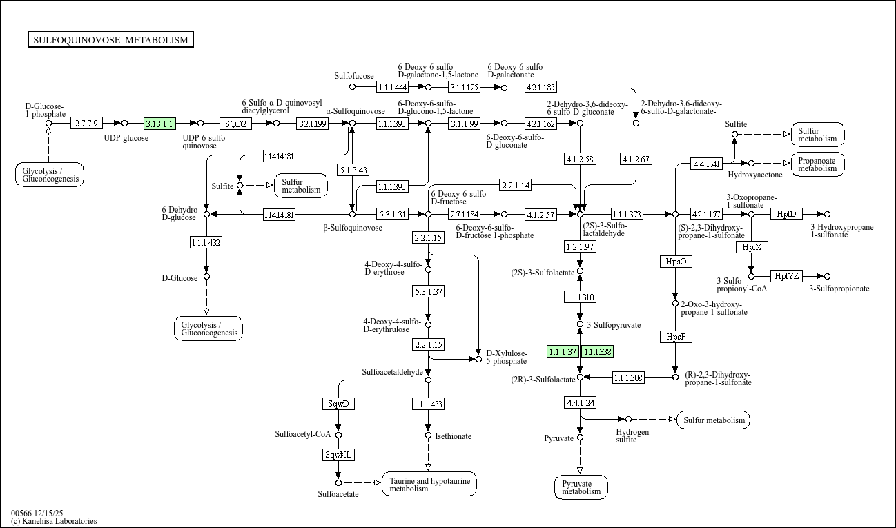 KEGG PATHWAY: Sulfoquinovose metabolism - Sinorhizobium meliloti 1021