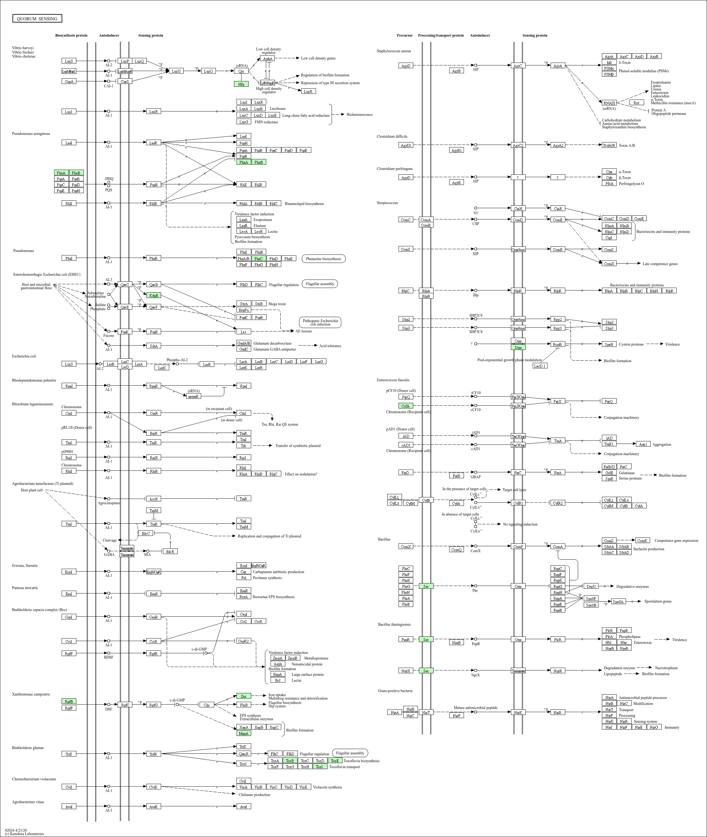 KEGG PATHWAY: Quorum sensing - Sphingomonas melonis