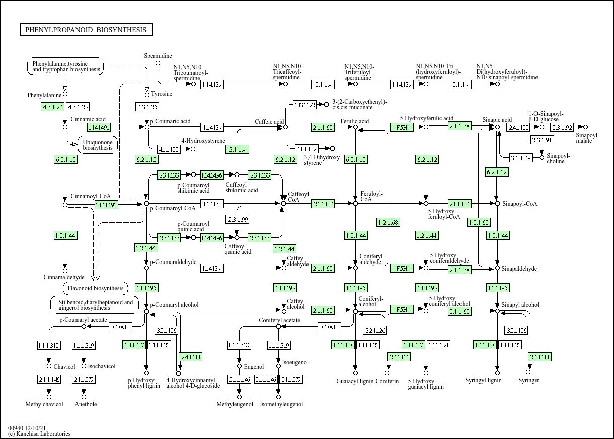 KEGG PATHWAY: Phenylpropanoid biosynthesis - Spinacia oleracea (spinach)