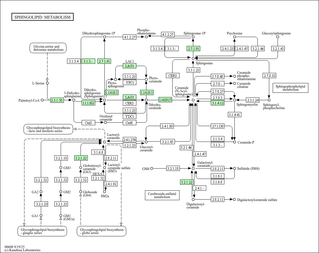 KEGG PATHWAY: Sphingolipid metabolism - Schizosaccharomyces pombe ...