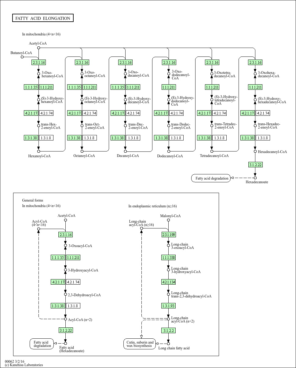 KEGG PATHWAY: Fatty acid elongation - Scylla paramamosain (green mud crab)
