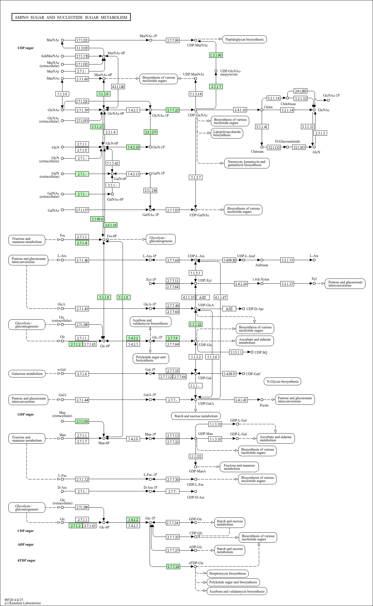 KEGG PATHWAY: Amino sugar and nucleotide sugar metabolism ...