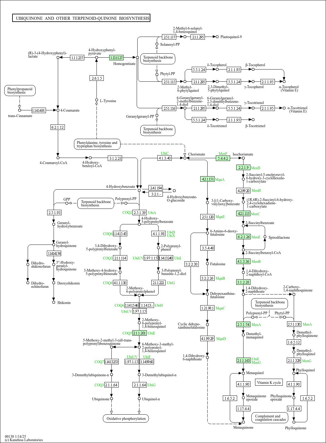 KEGG PATHWAY: Ubiquinone and other terpenoid-quinone biosynthesis ...