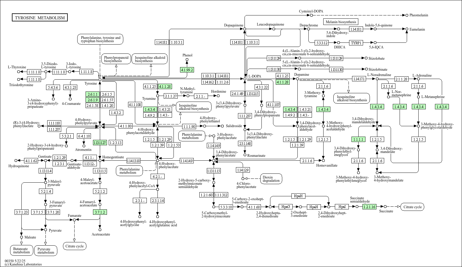 KEGG PATHWAY: Tyrosine metabolism - Salinibacter ruber M8