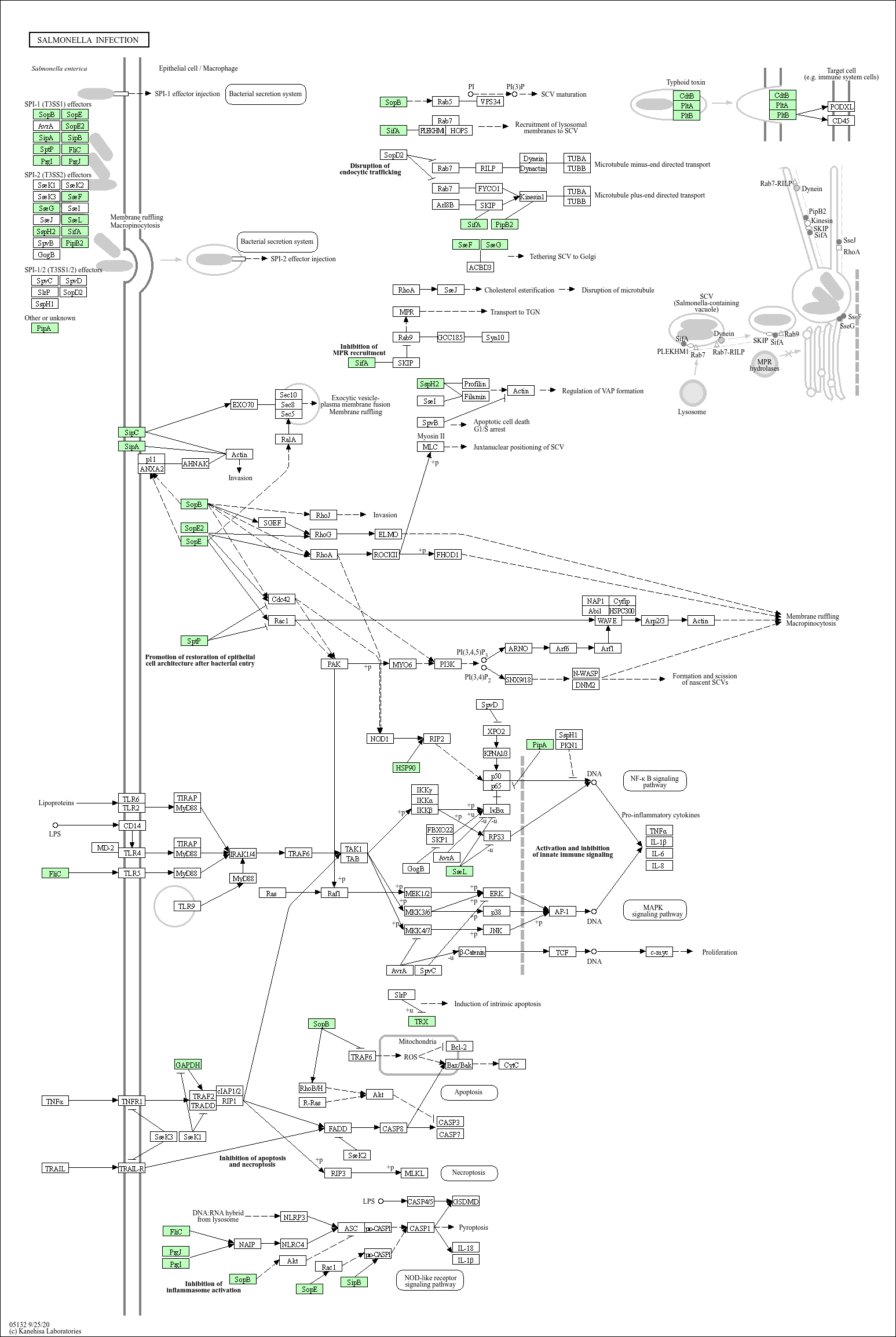 KEGG PATHWAY: Salmonella infection - Salmonella enterica subsp ...