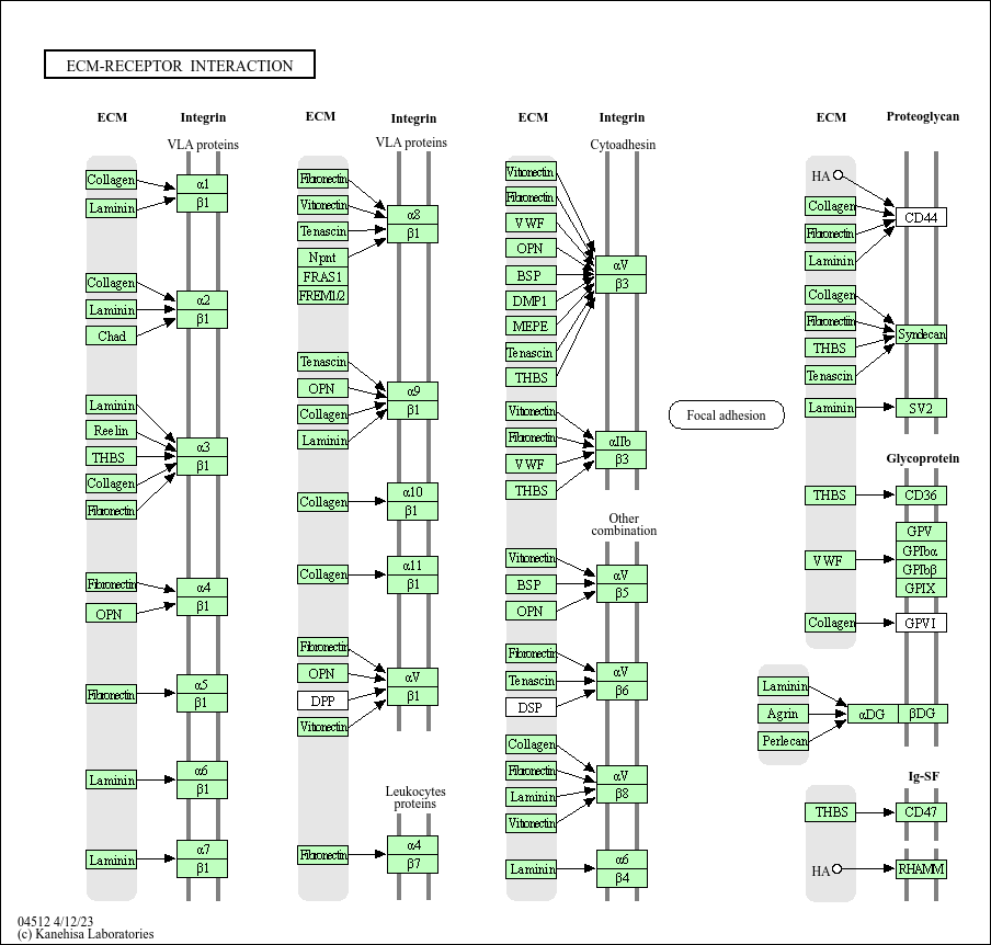 KEGG PATHWAY: ECM-receptor interaction - Sceloporus undulatus (fence ...