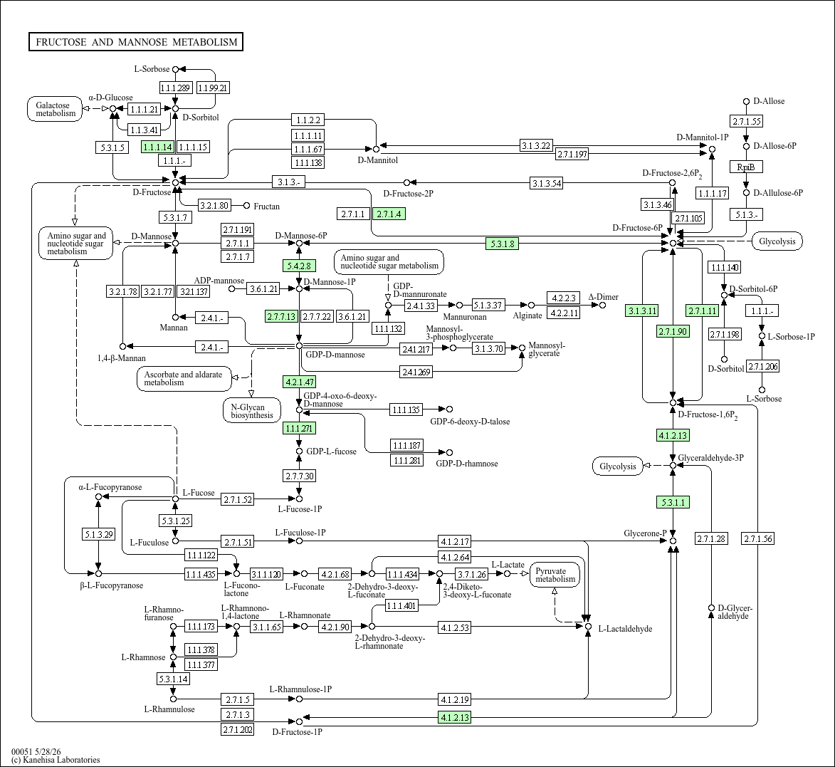 KEGG PATHWAY: Fructose and mannose metabolism - Synechococcus sp. PCC 6312