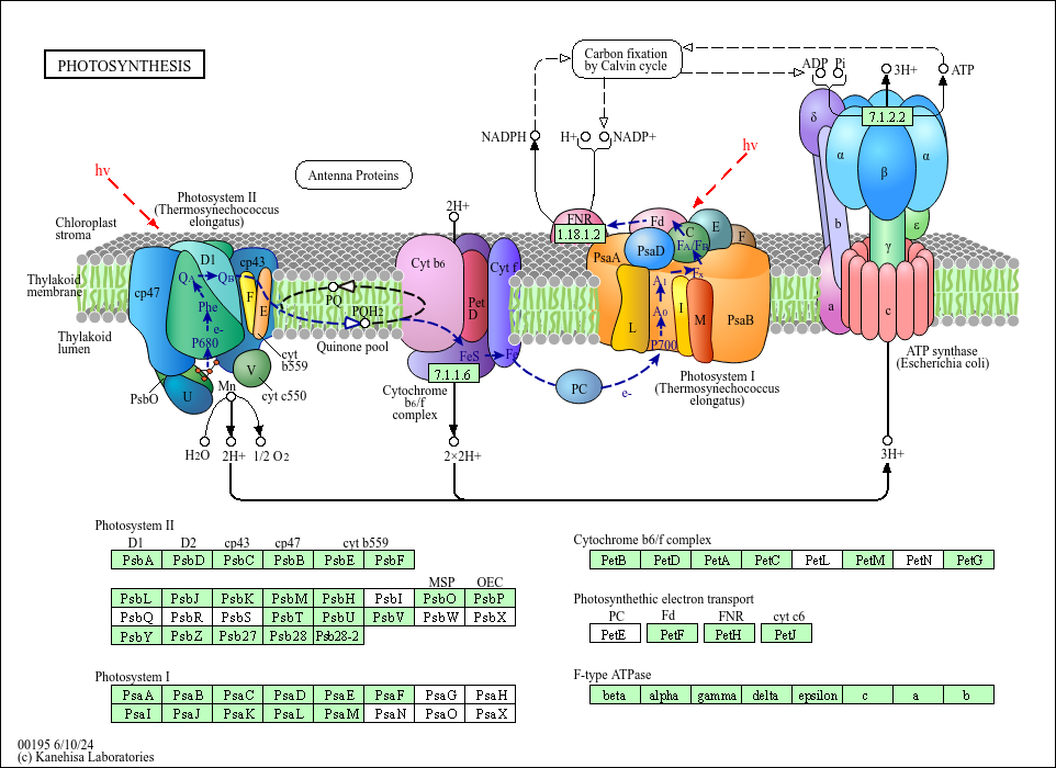 KEGG PATHWAY: Photosynthesis - Picosynechococcus sp. PCC 7002