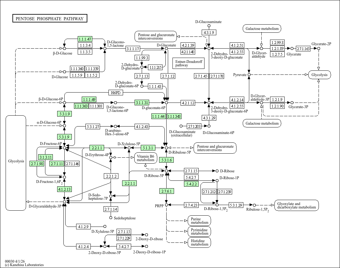 KEGG PATHWAY: Pentose phosphate pathway - Thiomicrospira cyclica