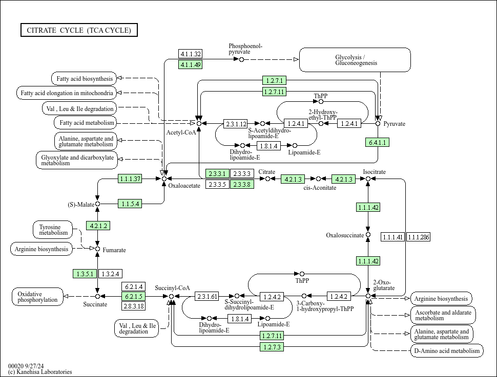 KEGG PATHWAY: Citrate cycle (TCA cycle) - Sulfurimonas denitrificans